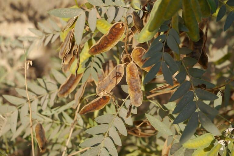 Chá de sene: conheça os benefícios e fique alerta aos efeitos colaterais