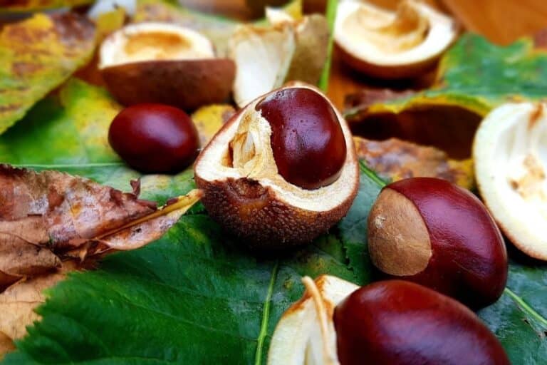 Aprenda a cultivar a castanha-da-índia; um excelente remédio para varizes