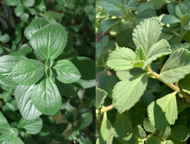 Você acha que chá de boldo é bom para gordura no fígado? Veja por que é preciso cautela