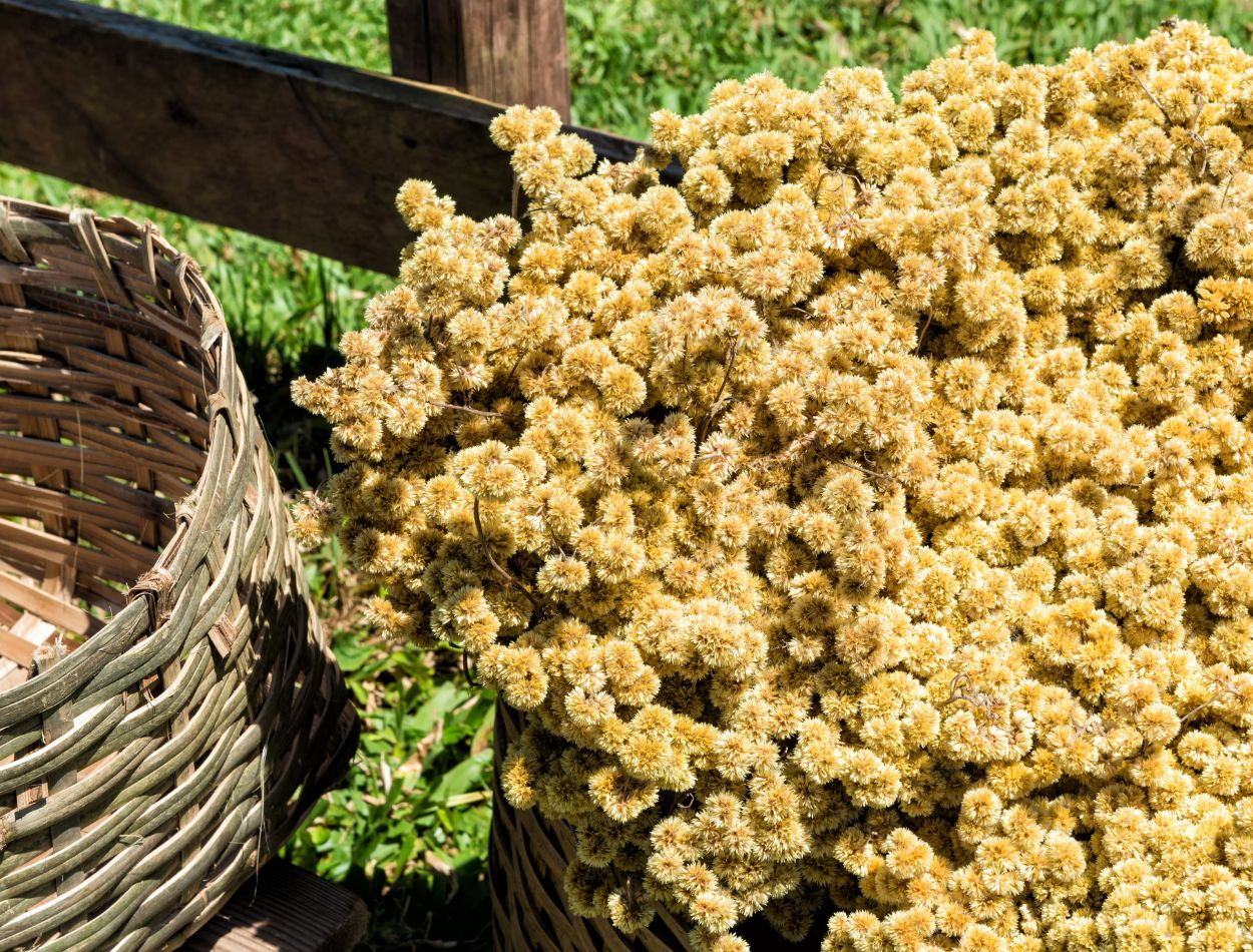 Chá de Macela é ótimo para quem sofre com dores no corpo e tem mais ...
