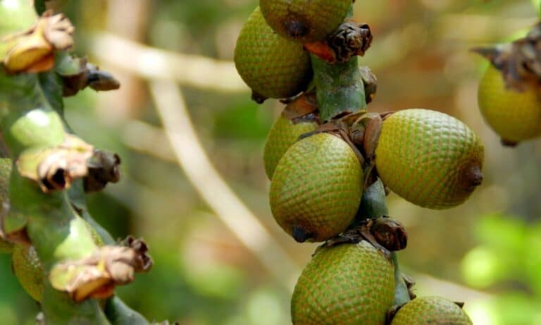 Conhece o Buriti? Veja os principais benefícios para saúde e beleza