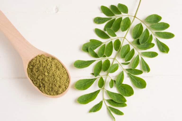 Moringa Oleífera: saiba mais sobre os benefícios dessa planta para a ...