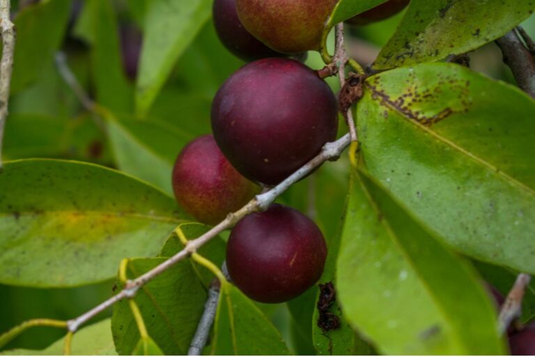 Camu-camu pra que serve? Conheça os benefícios dessa fruta exótica
